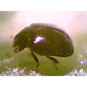 Spider Mite Destroyers (Stethorus punctillum) - Ladybug Indoor Gardens